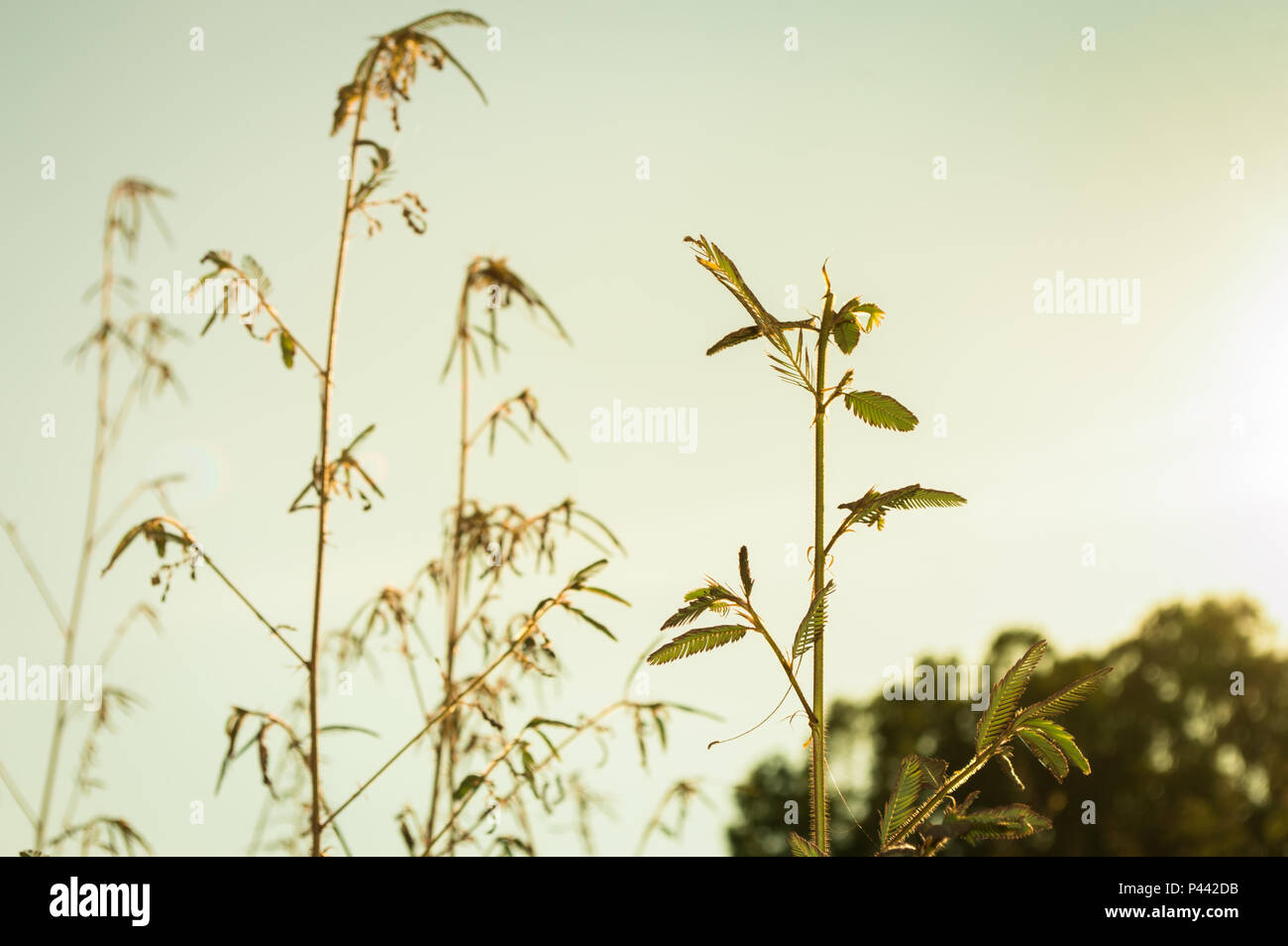 Mimosa pigra, giant sensitive tree, Leaves, Seeds and dried pods Stock ...