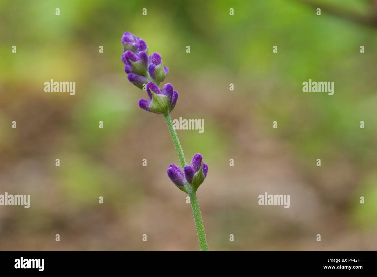 Macro close-up abstract view of a single budding lavender flower stalk with defocused background ...