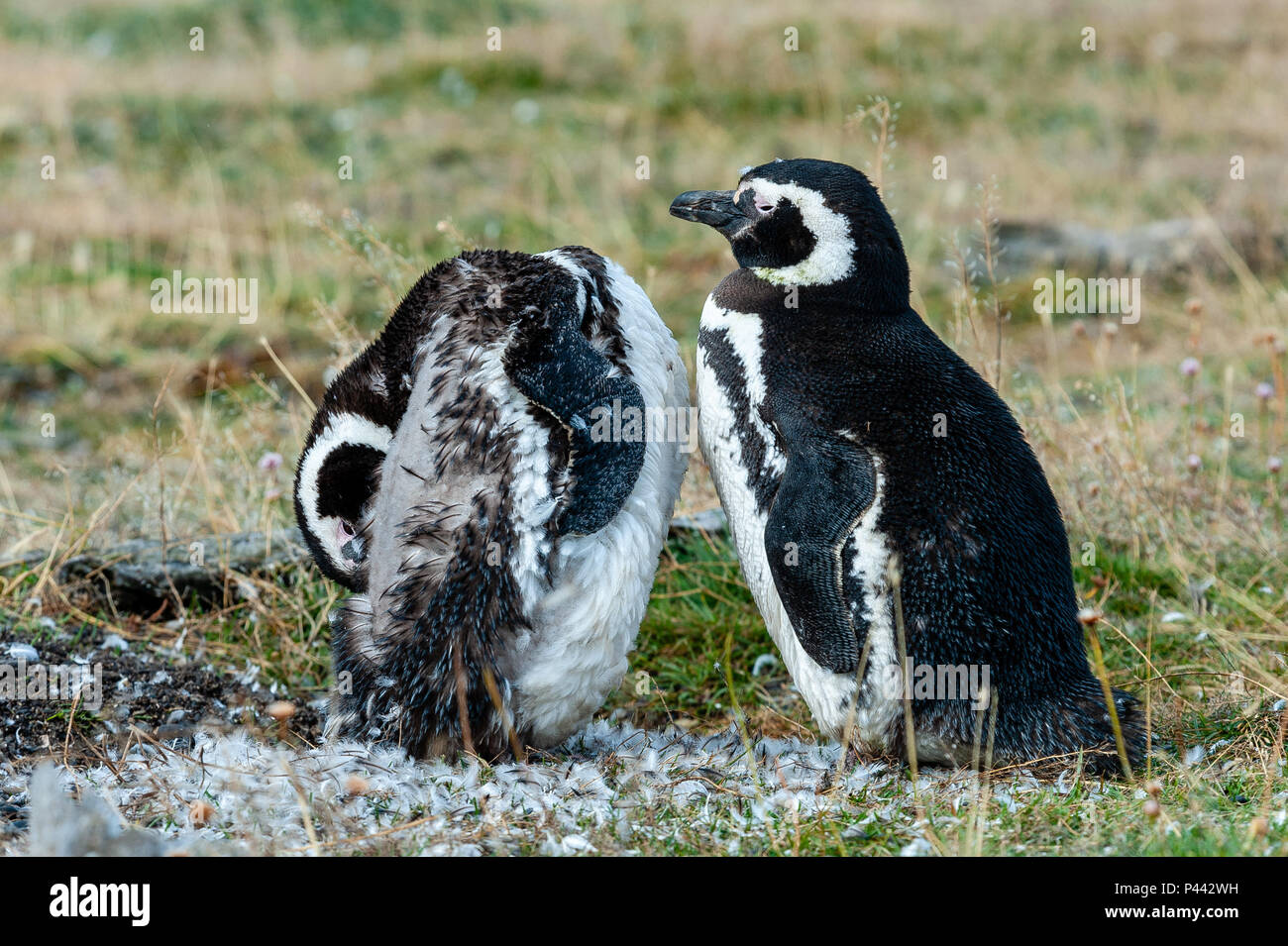 Magellanic Penguins, Isla Martillo, Estancia Haberton, Ushuaia ...