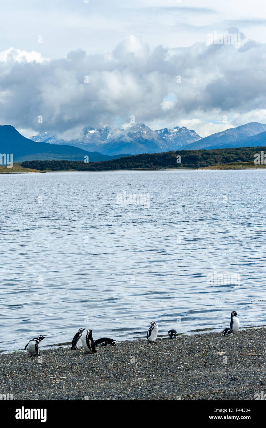 Magellanic Penguins, Isla Martillo, Estancia Haberton, Ushuaia ...