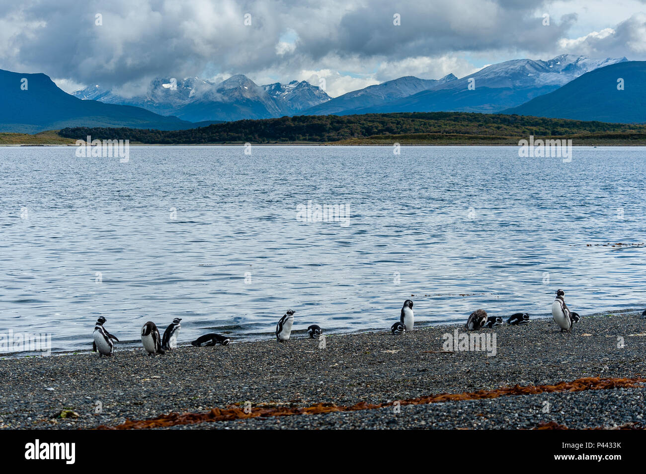 Magellanic Penguins, Isla Martillo, Estancia Haberton, Ushuaia ...