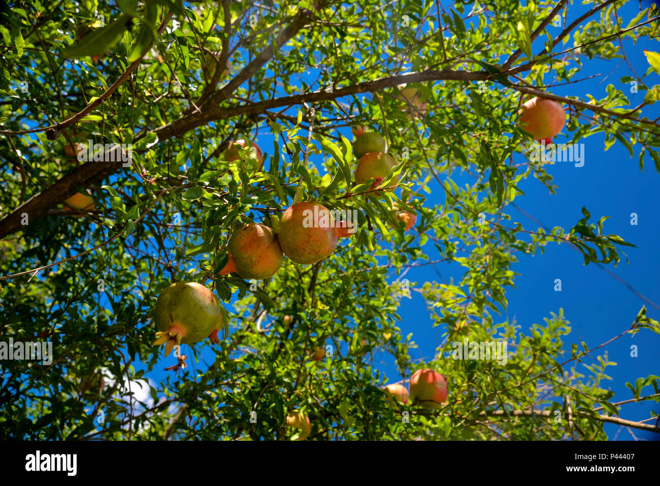 Fruta roma hi-res stock photography and images - Alamy