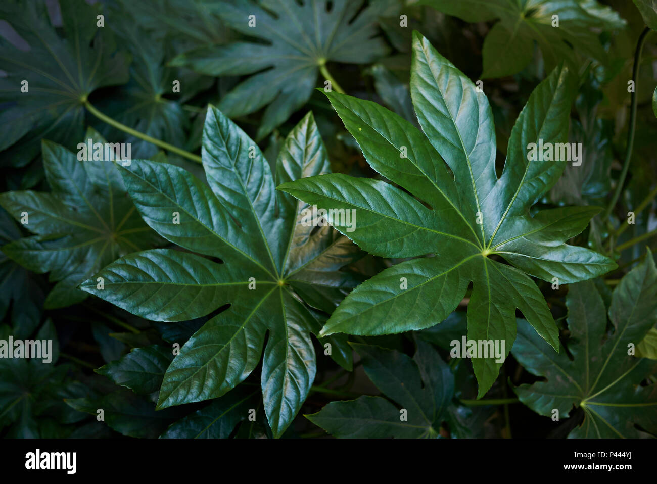 Japanese Aralia Fatsia Japonica High Resolution Stock Photography and ...