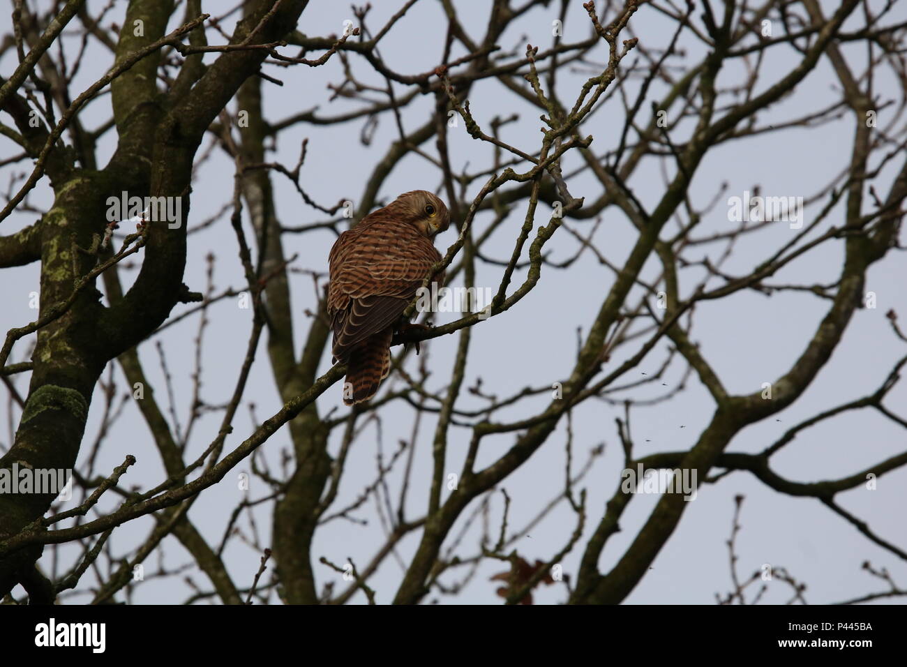 Common Kestrel (Falco tinnunculus), North West England, United Kingdom ...