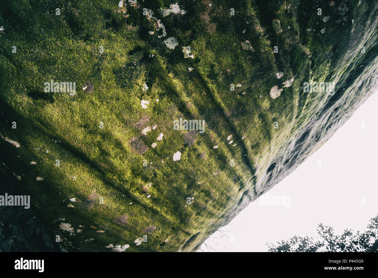 Moss in nature hi-res stock photography and images - Alamy