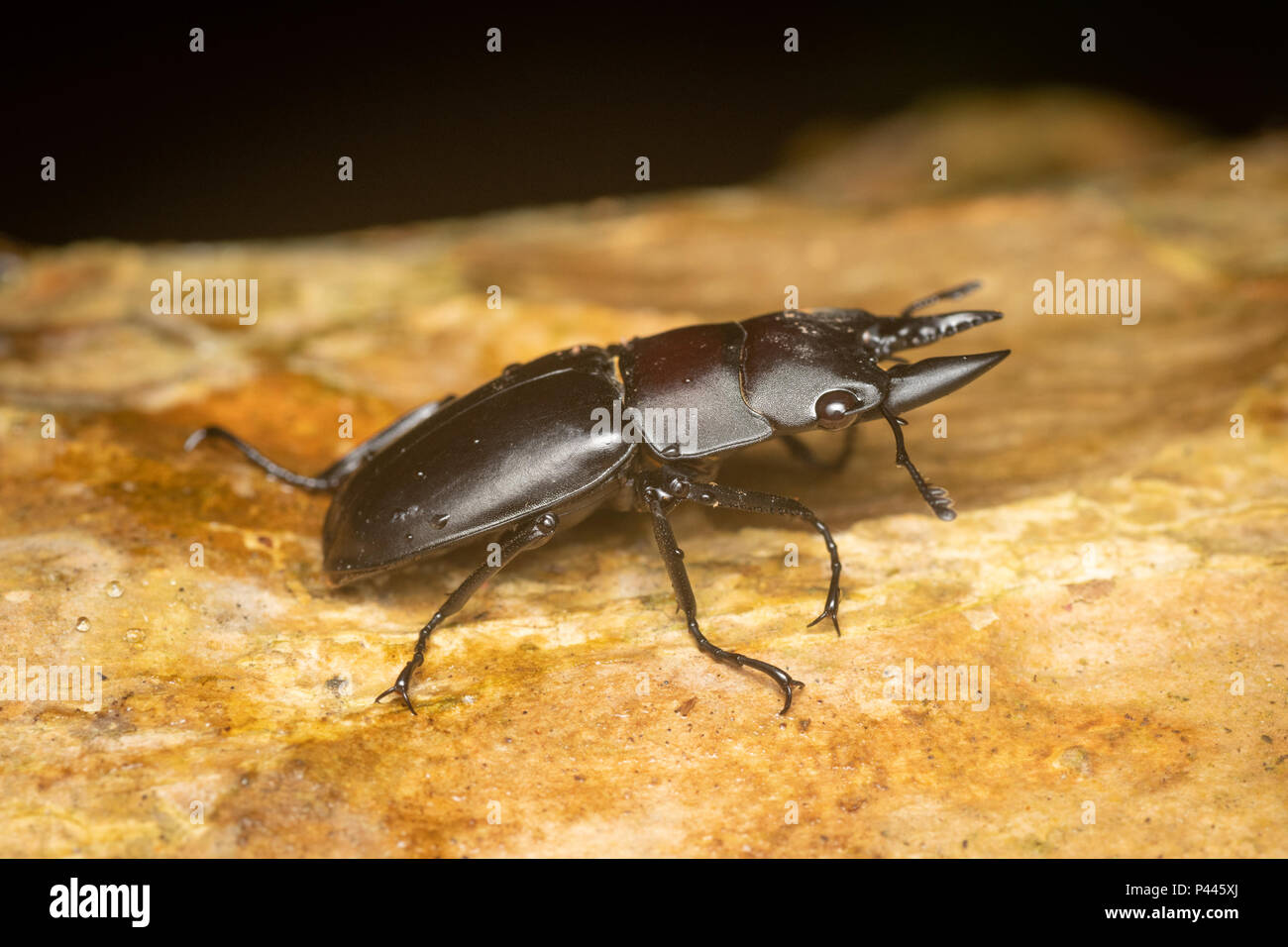 Lucanidae stag beetle in Kaeng Krachan National Park, Thailand Stock ...