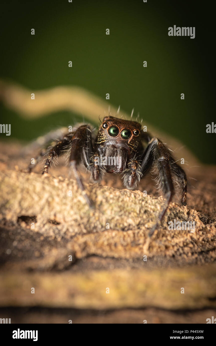 Jungle spider hi-res stock photography and images - Alamy