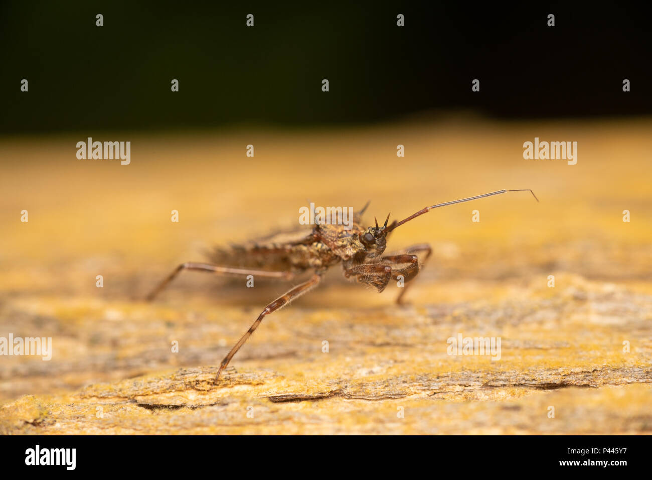 Reduviidae sp. assassin bug in Kaeng Krachan National Park, Thailand ...