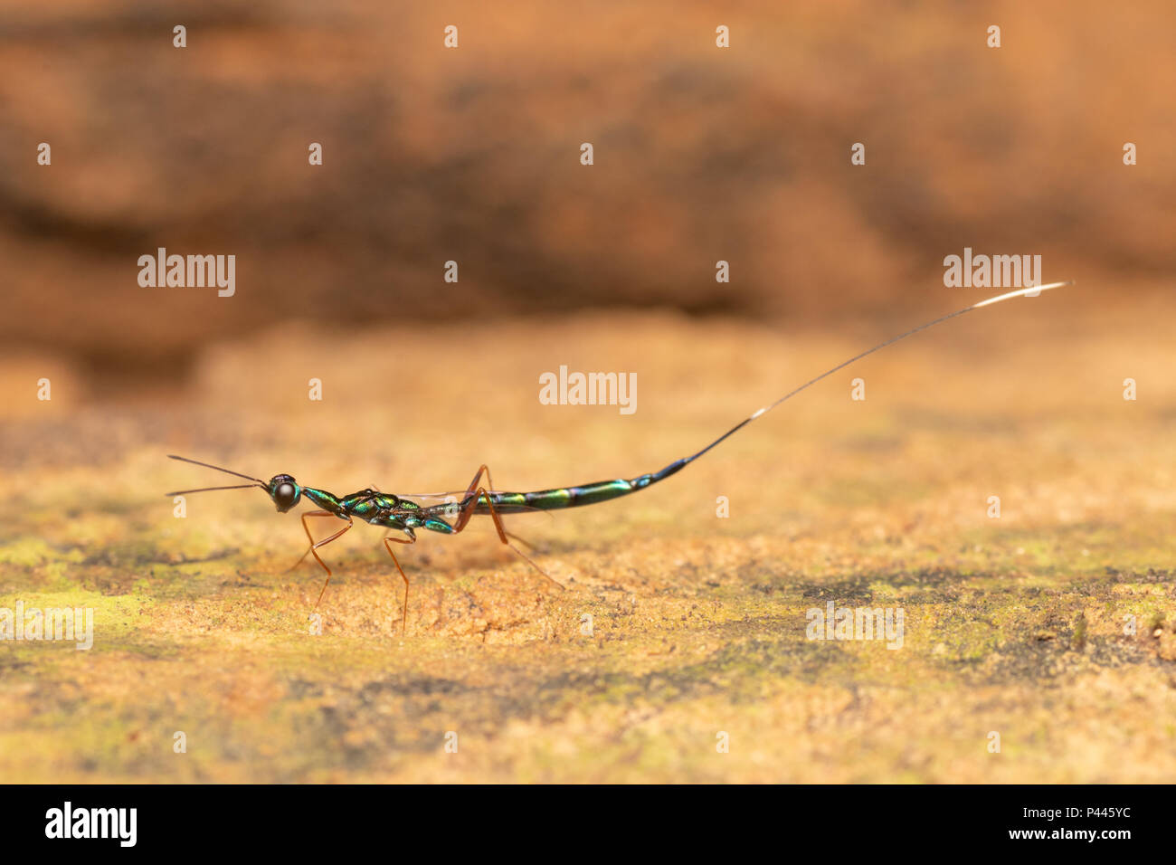 The Stephanidae, sometimes called crown wasps, are a family of ...