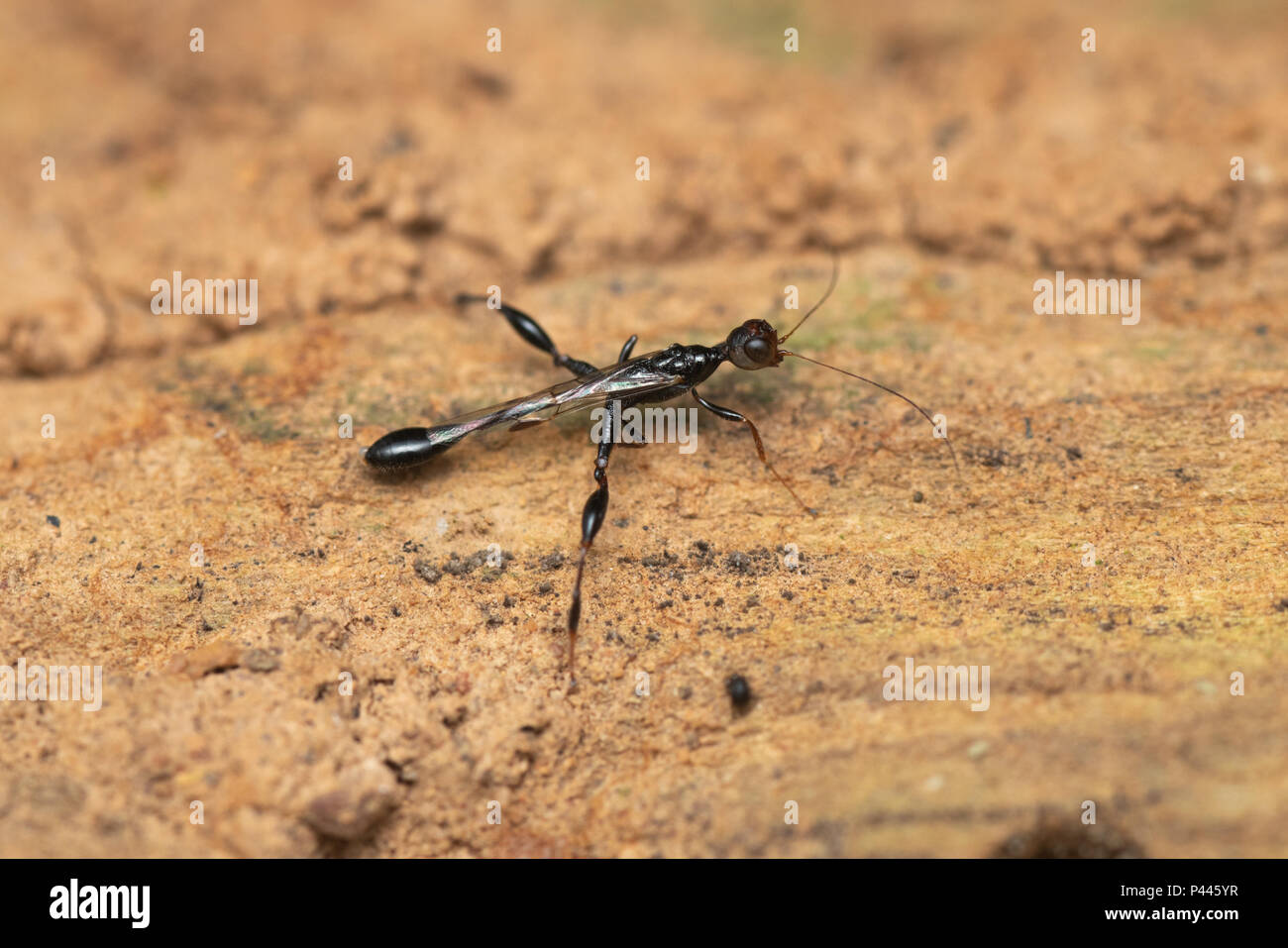The Stephanidae, sometimes called crown wasps, are a family of ...