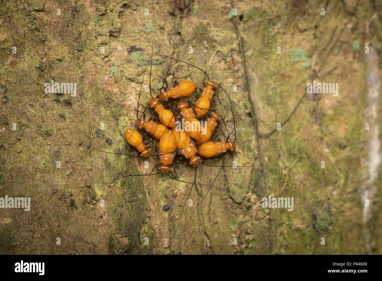 Psocidae is a family of barklice in the order Psocoptera Stock Photo ...