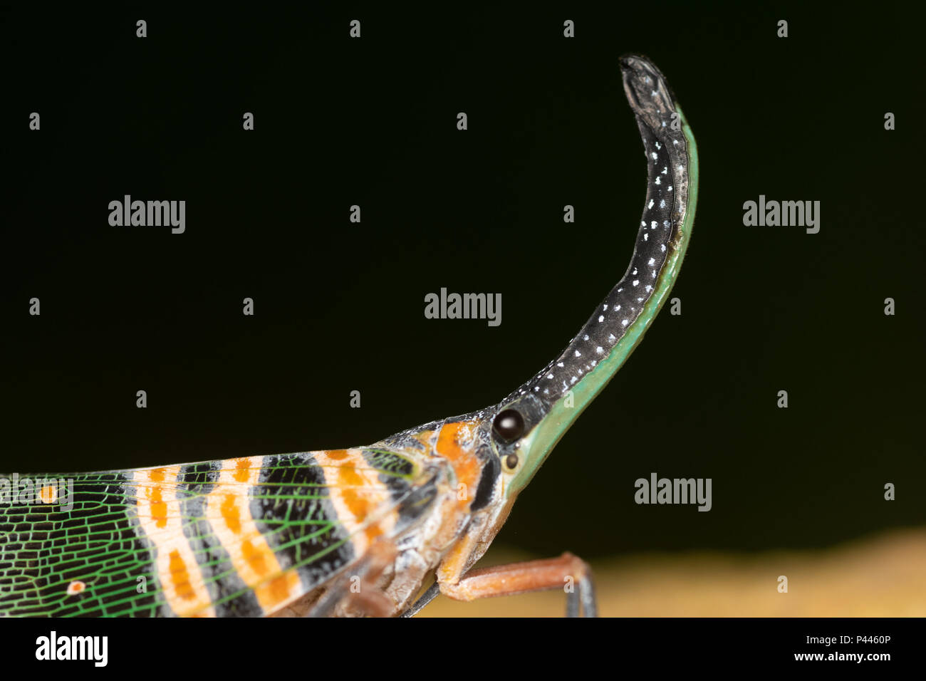 Pyrops spinolae is a species of planthopper sometimes referred-to as ...