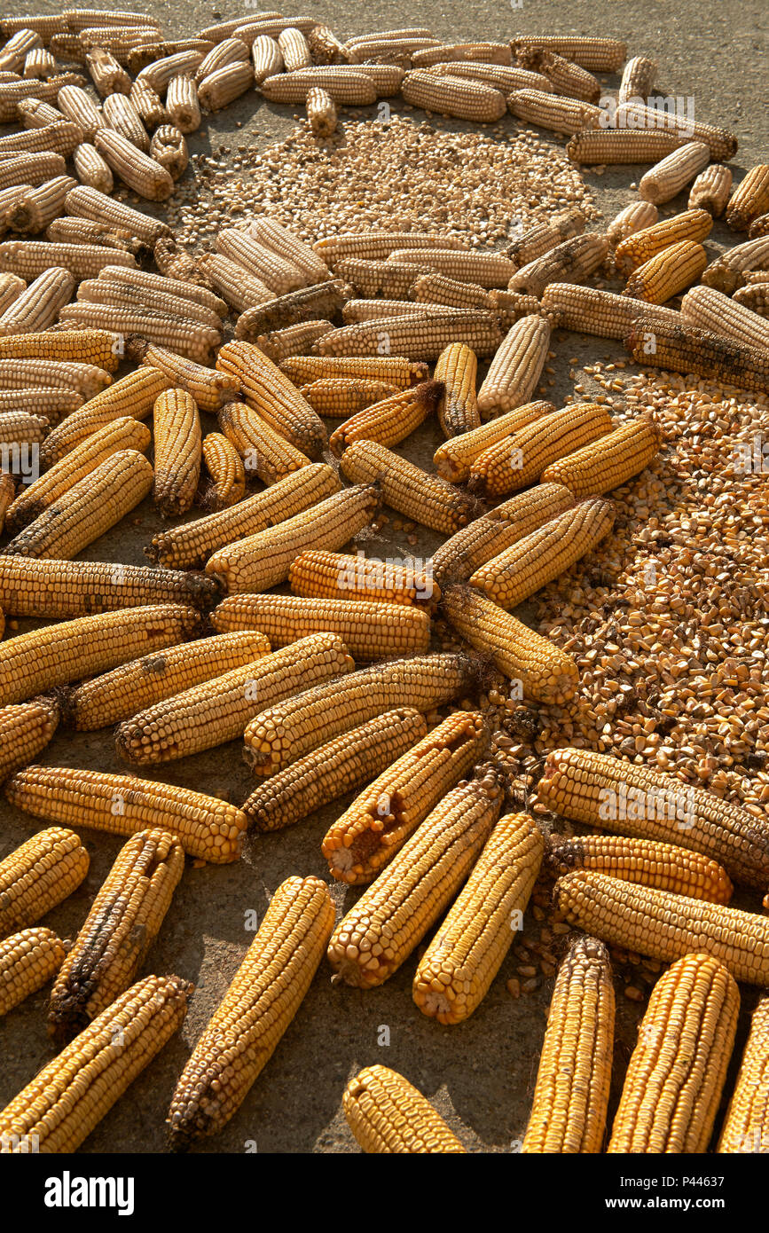 Albaredo (Vr), Italy, some cobs of corn on the threshing floor of a ...