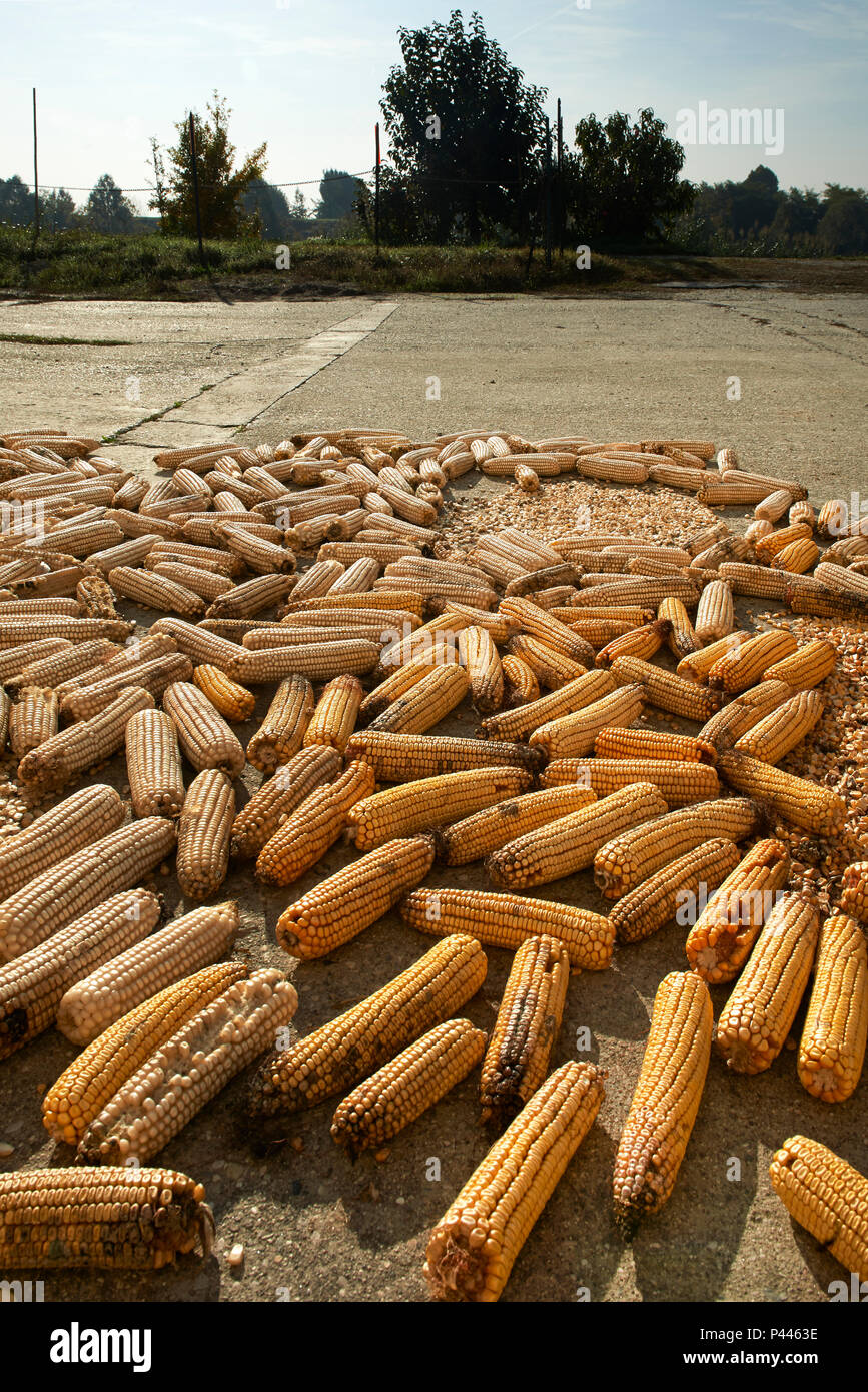 Albaredo (Vr), Italy, some cobs of corn on the threshing floor of a ...