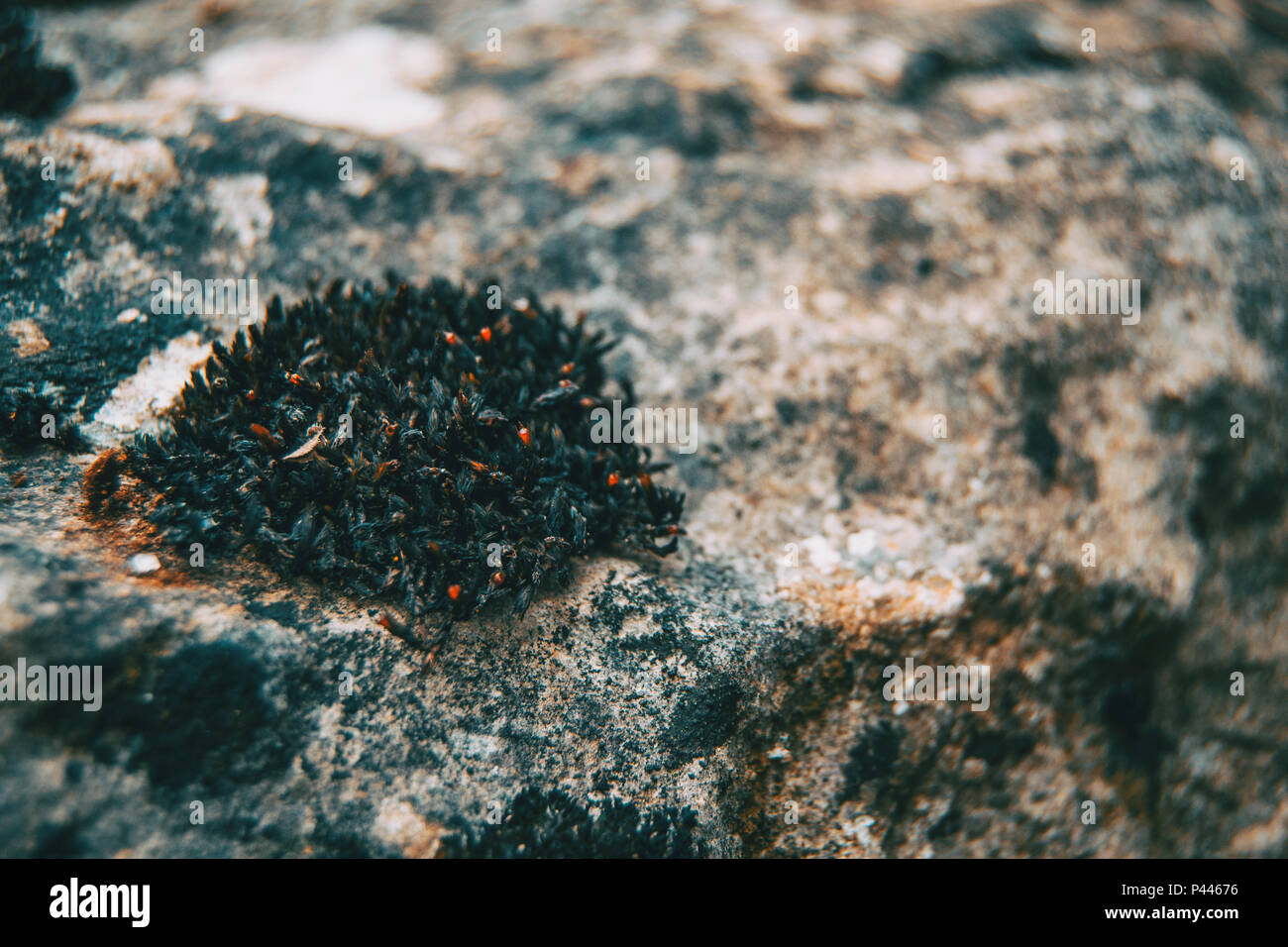 closeup of a small piece of moss on top of a rock Stock Photo - Alamy