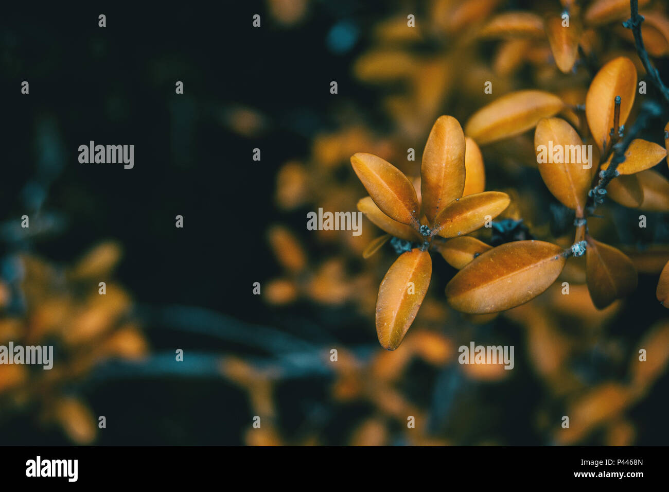 Yellow leaves of buxus sempervirens in the nature Stock Photo - Alamy