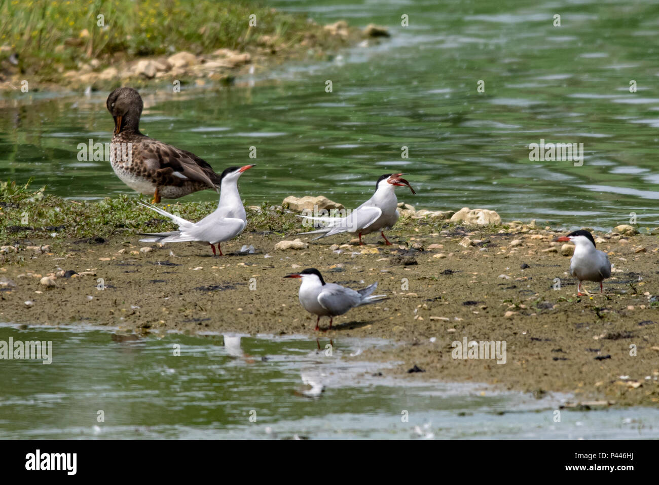 Common tern wild seabird struggling to eat a large fish Stock Photo - Alamy