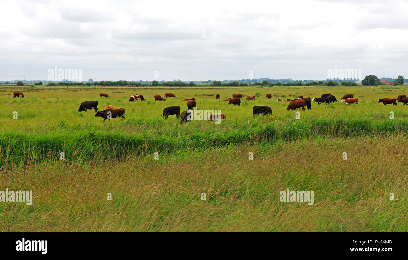 A view of cattle on grazing marsh on the Norfolk Broads at Upton ...