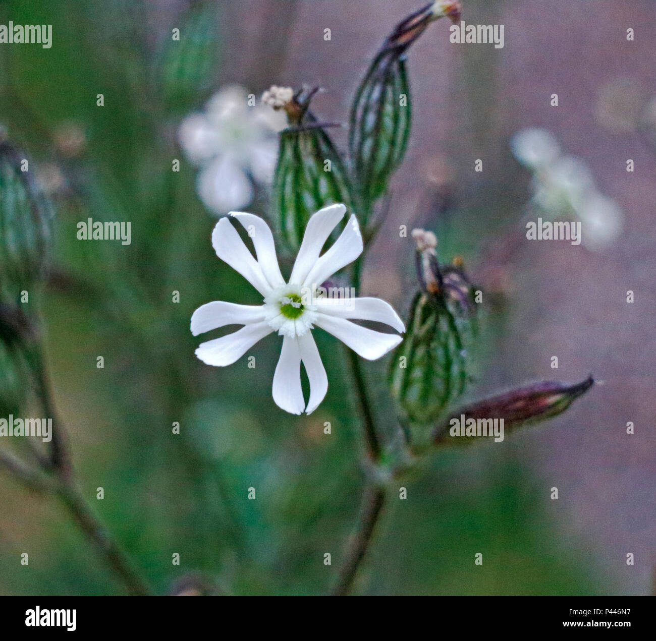 A view of the white flower of Night-flowering Catchfly, Silene ...