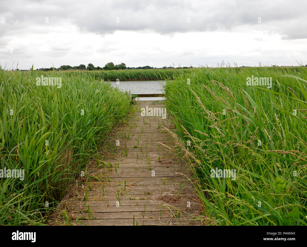 A purpose built match fishing peg on the River Bure on the Norfolk ...