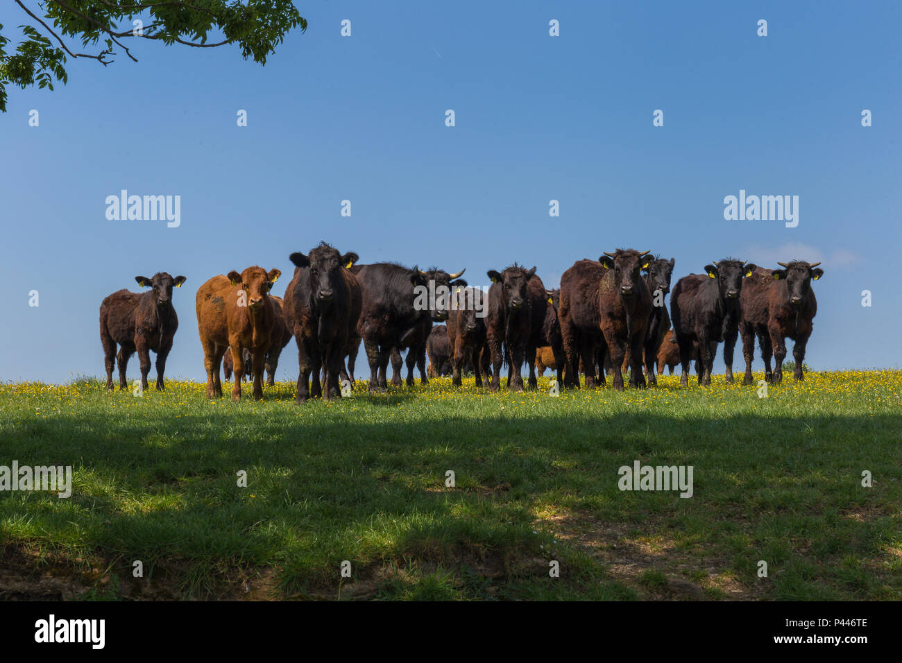Scary cows hi-res stock photography and images - Alamy