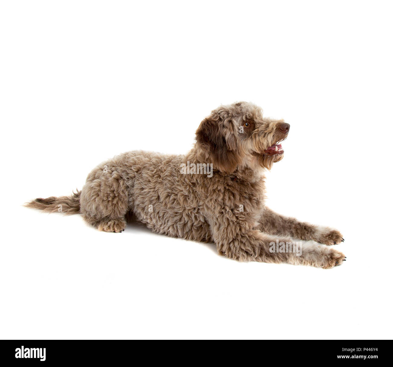 Lagotto romagnolo dog hi-res stock photography and images - Alamy