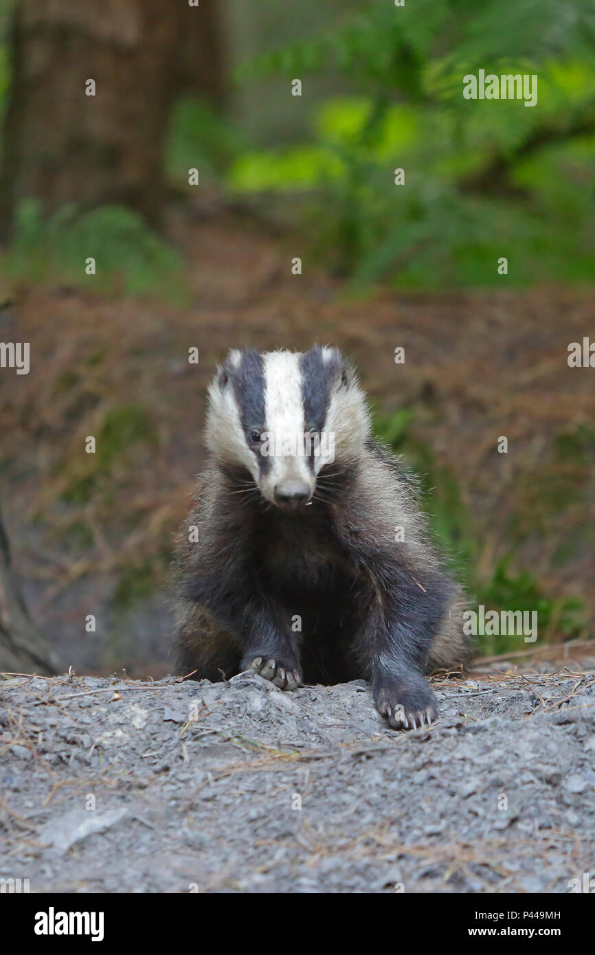 Adult Badger in the Forest of Dean Stock Photo - Alamy