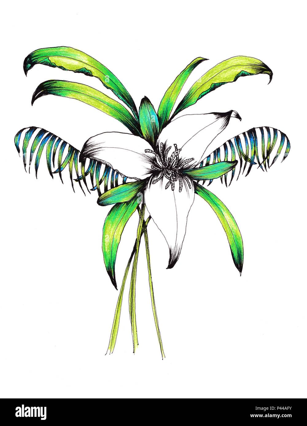 Rainforest climate Cut Out Stock Images & Pictures - Alamy