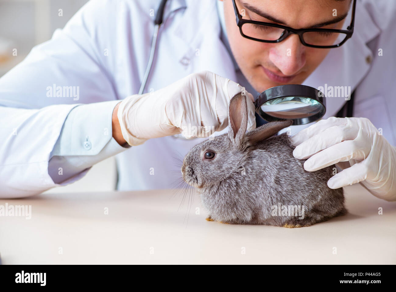 Vet doctor checking up rabbit in his clinic Stock Photo - Alamy