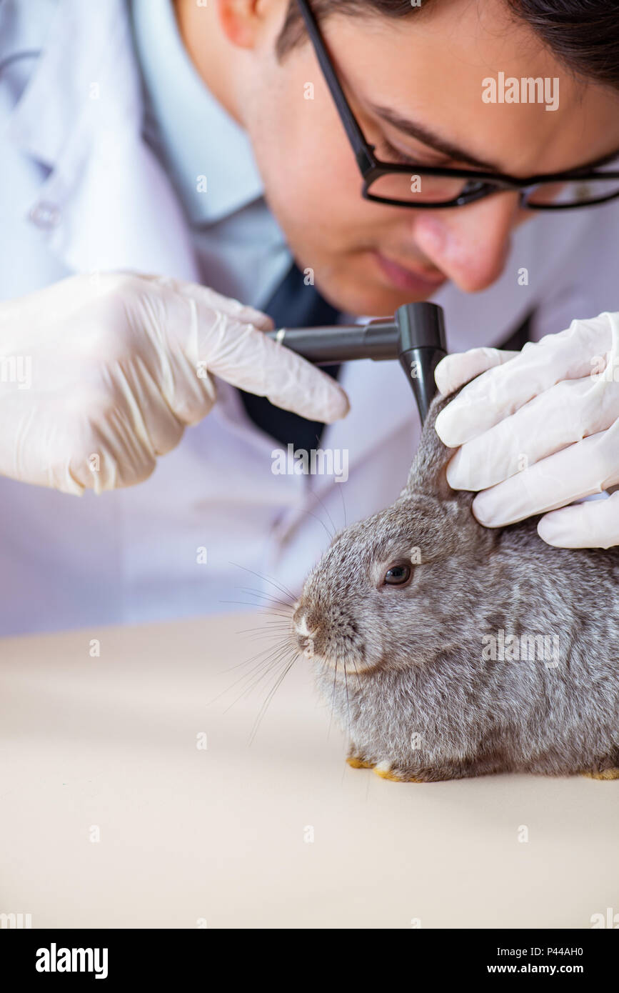 Vet doctor checking up rabbit in his clinic Stock Photo - Alamy