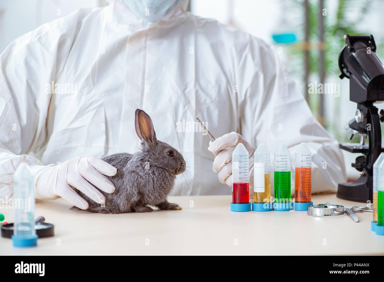 Vet doctor checking up rabbit in his clinic Stock Photo - Alamy