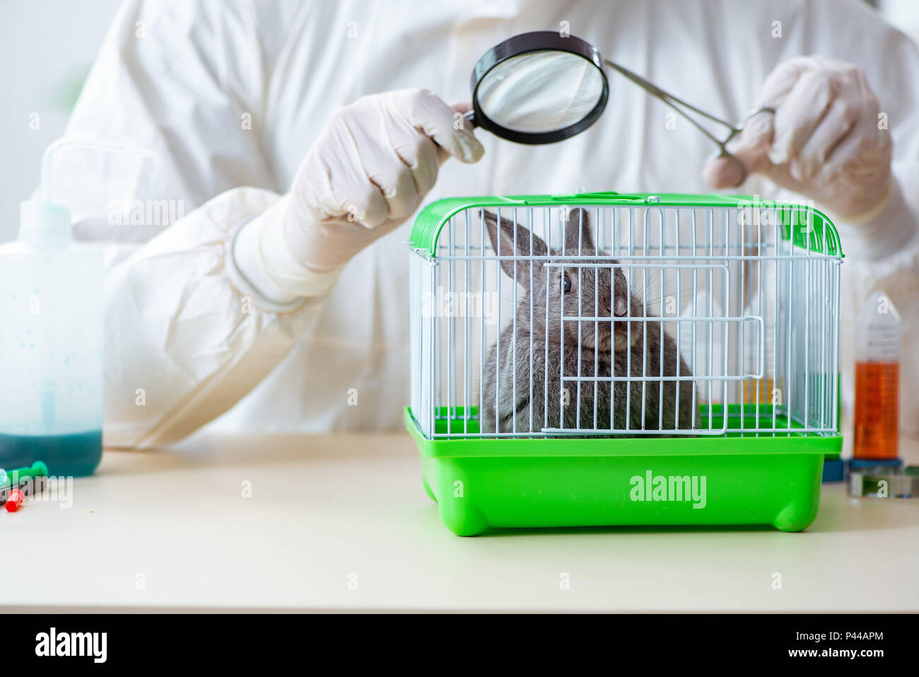 Scientist doing testing on animals rabbit Stock Photo - Alamy