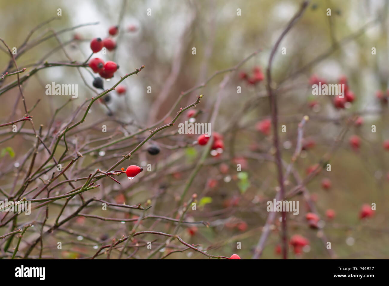 White rose rosa dew drops hi-res stock photography and images - Alamy