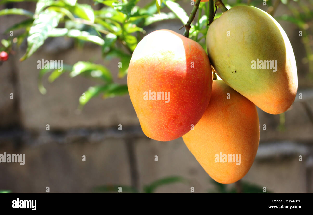 Fresh raw apple mangoes Stock Photo - Alamy