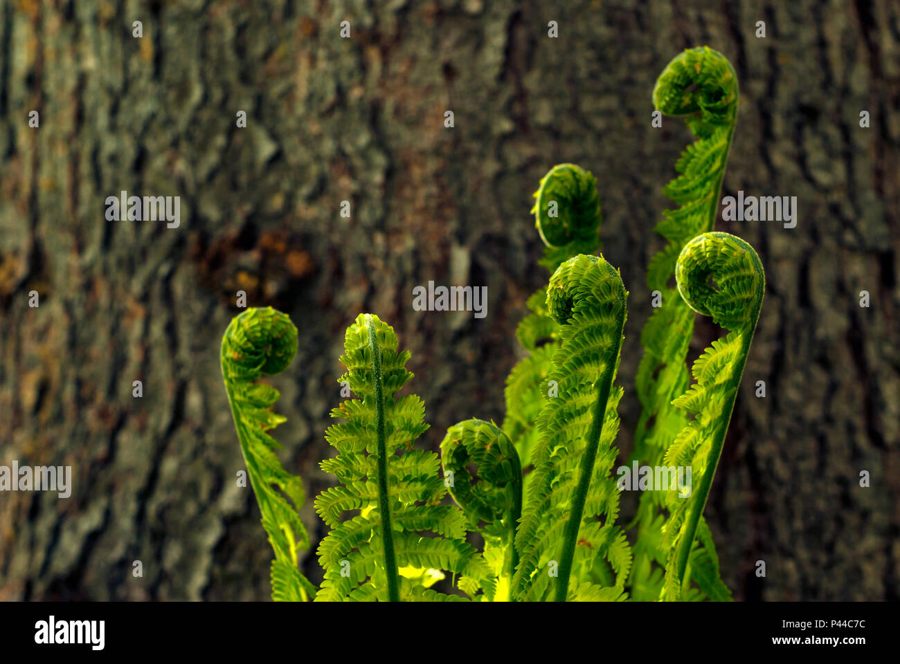 Fuzzy sprouts hi-res stock photography and images - Alamy