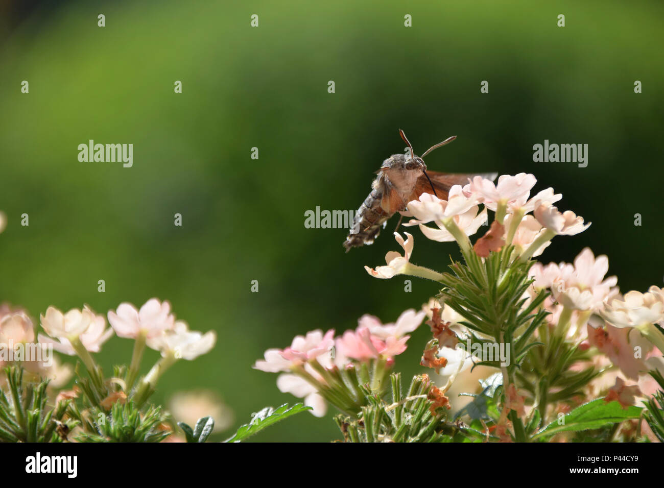 bee hawk-moth side view drinking nectar, hummingbird hawk-moth sucking ...
