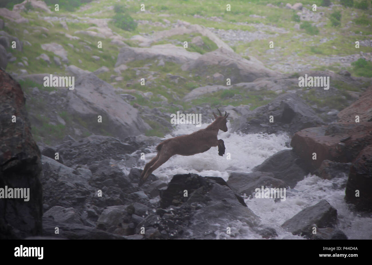River goat hi-res stock photography and images - Alamy