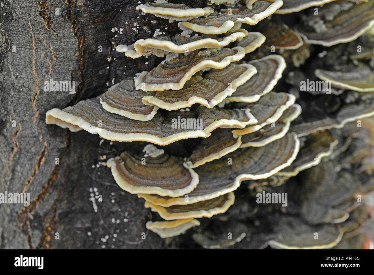 trametes versicolor, also known as coriolus versicolor and polyporus ...