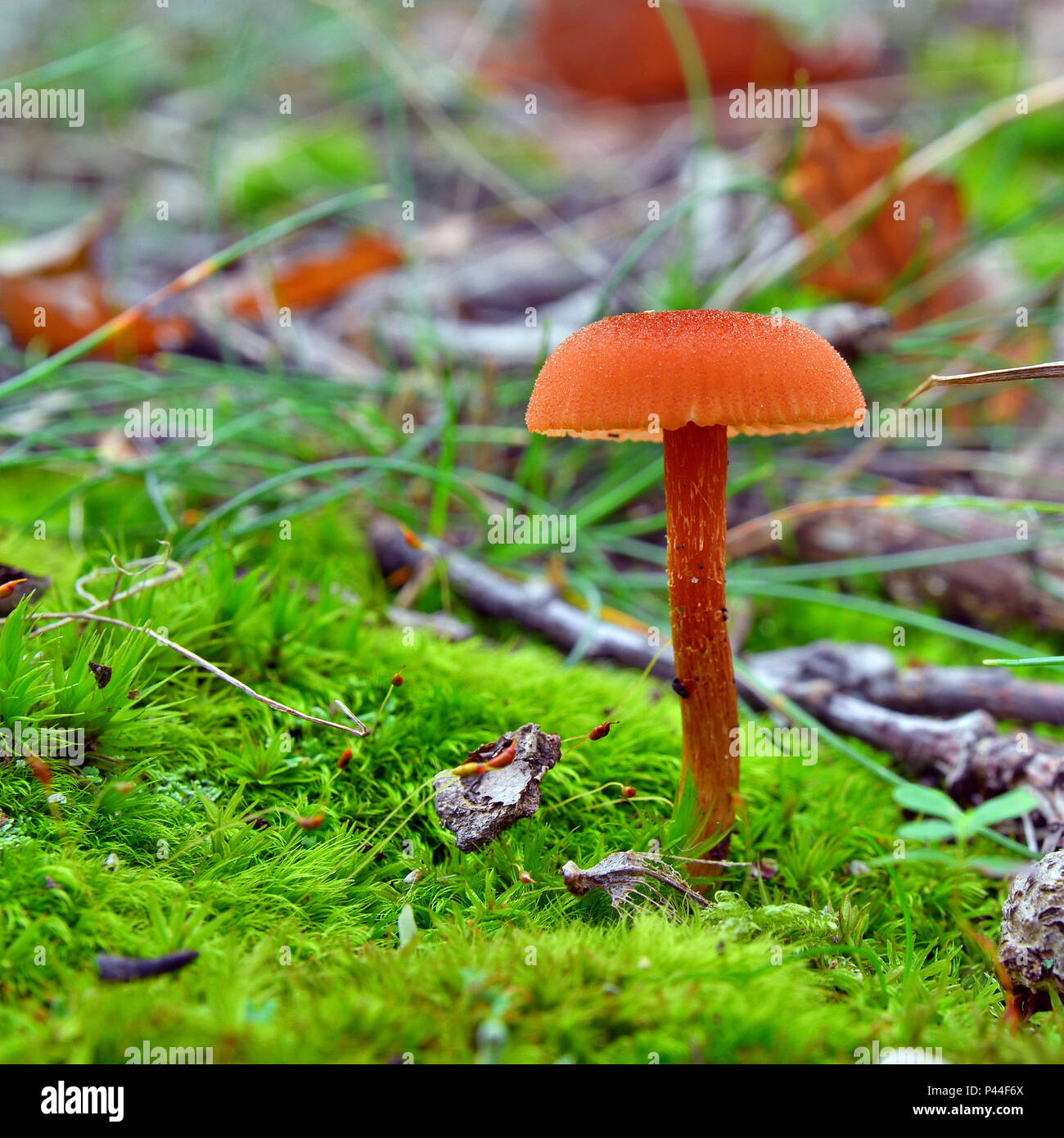 laccaria laccata mushroom on the ground Stock Photo - Alamy