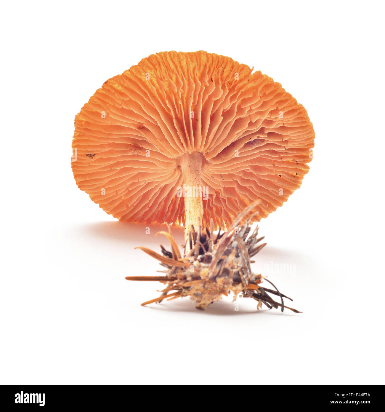 laccaria laccata mushroom isolated on white Stock Photo - Alamy