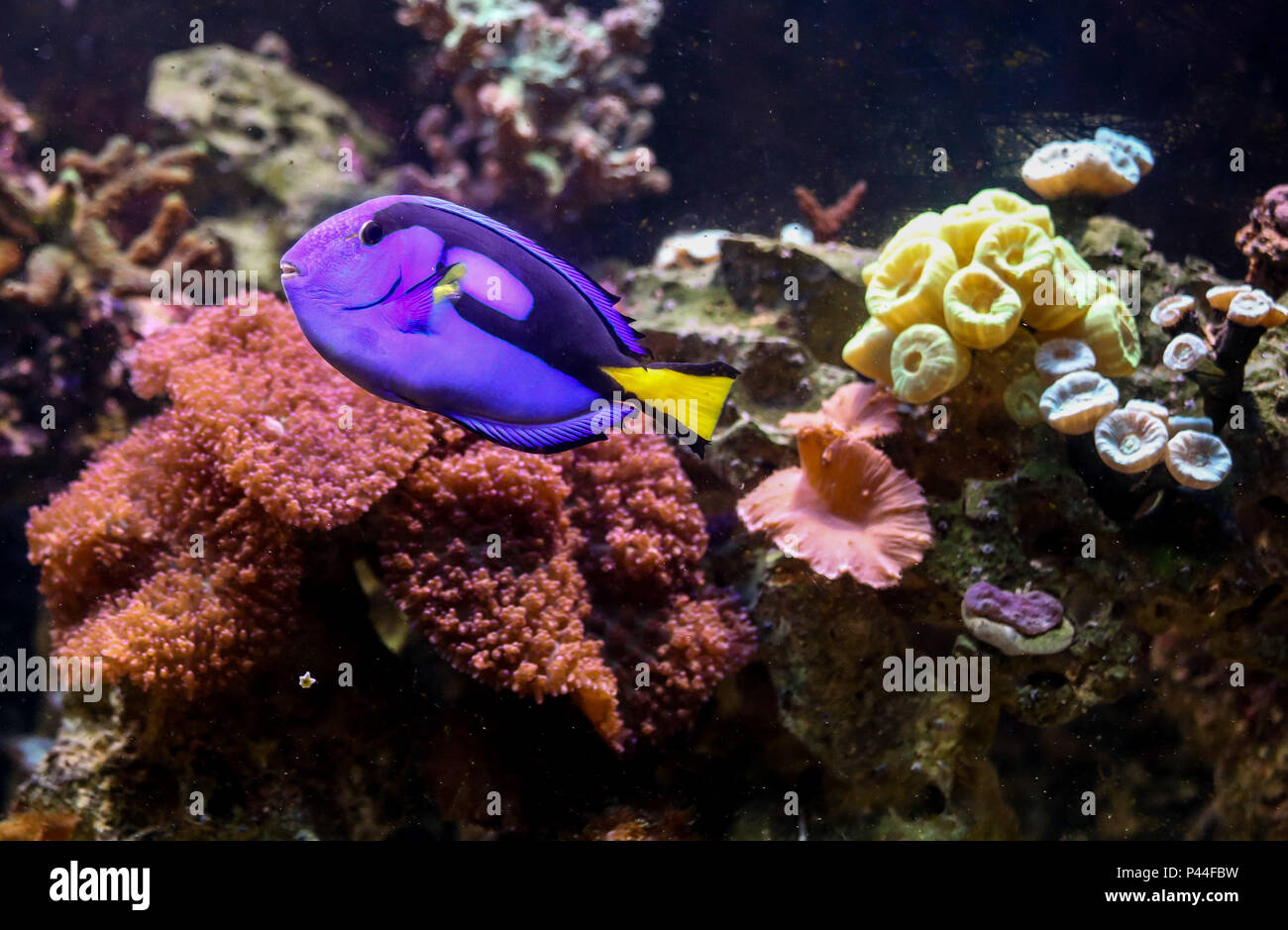 Paracanthurus hepatus, conhecido como CirurgiÃ£o-patela - AquÃ¡rio de ...