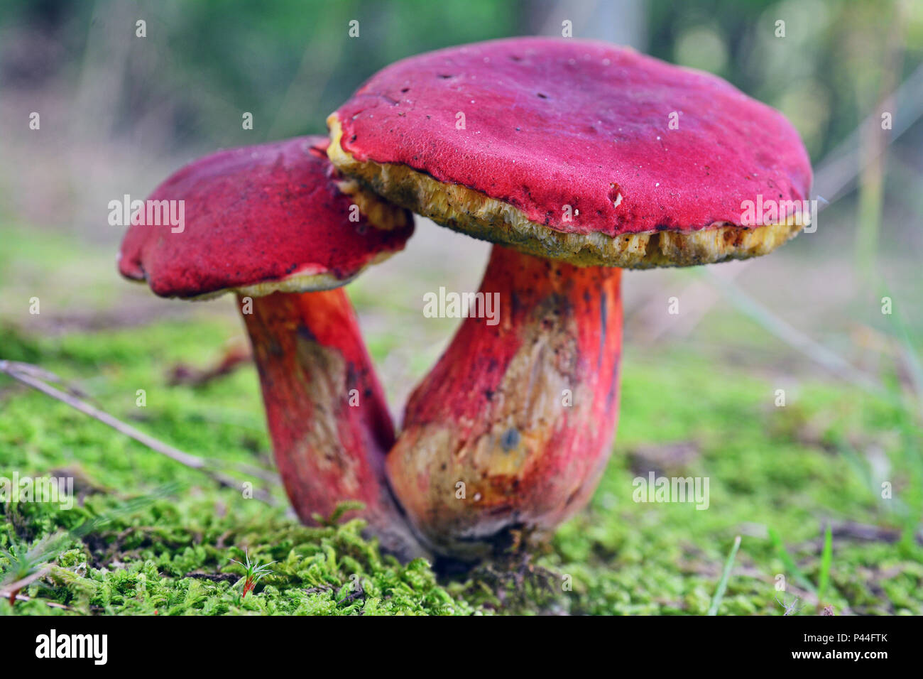 Xerocomellus dryophilus mushroom in the forest Stock Photo - Alamy