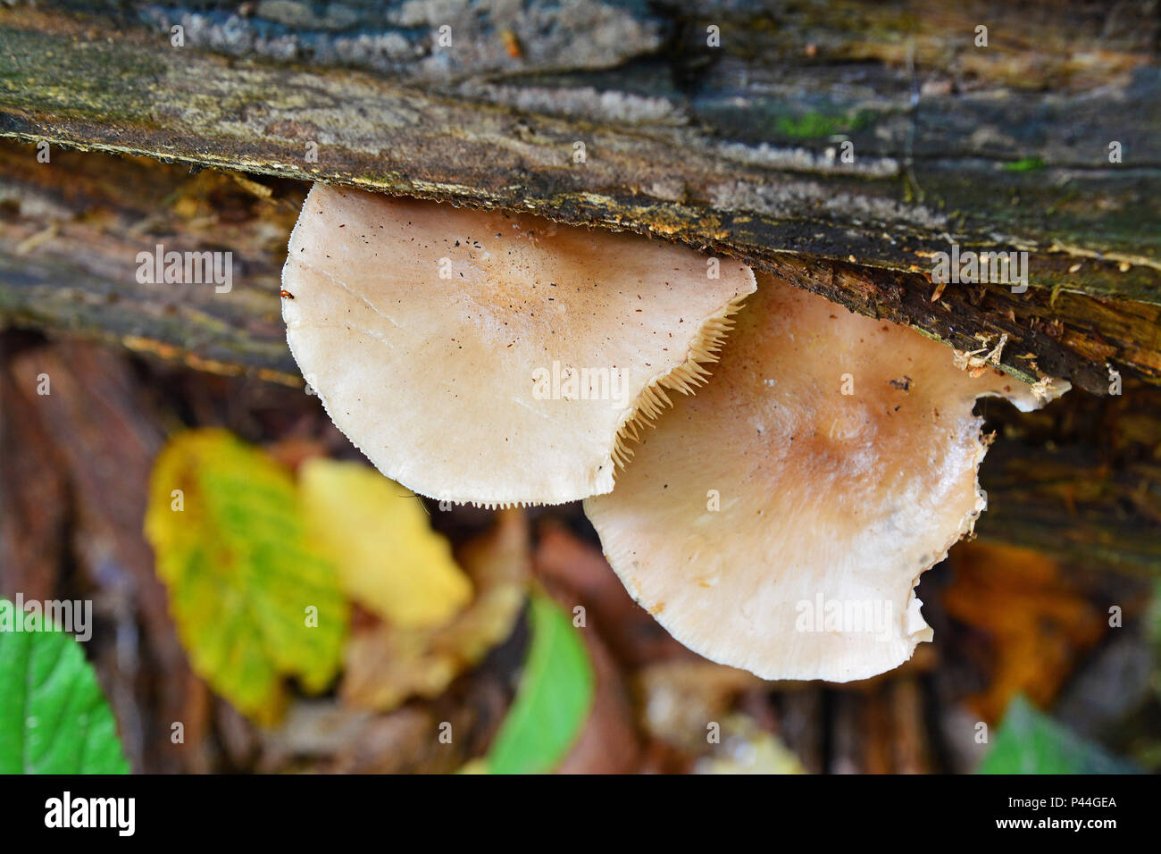 pluteus cervinus mushroom, commonly known as the deer shield Stock ...