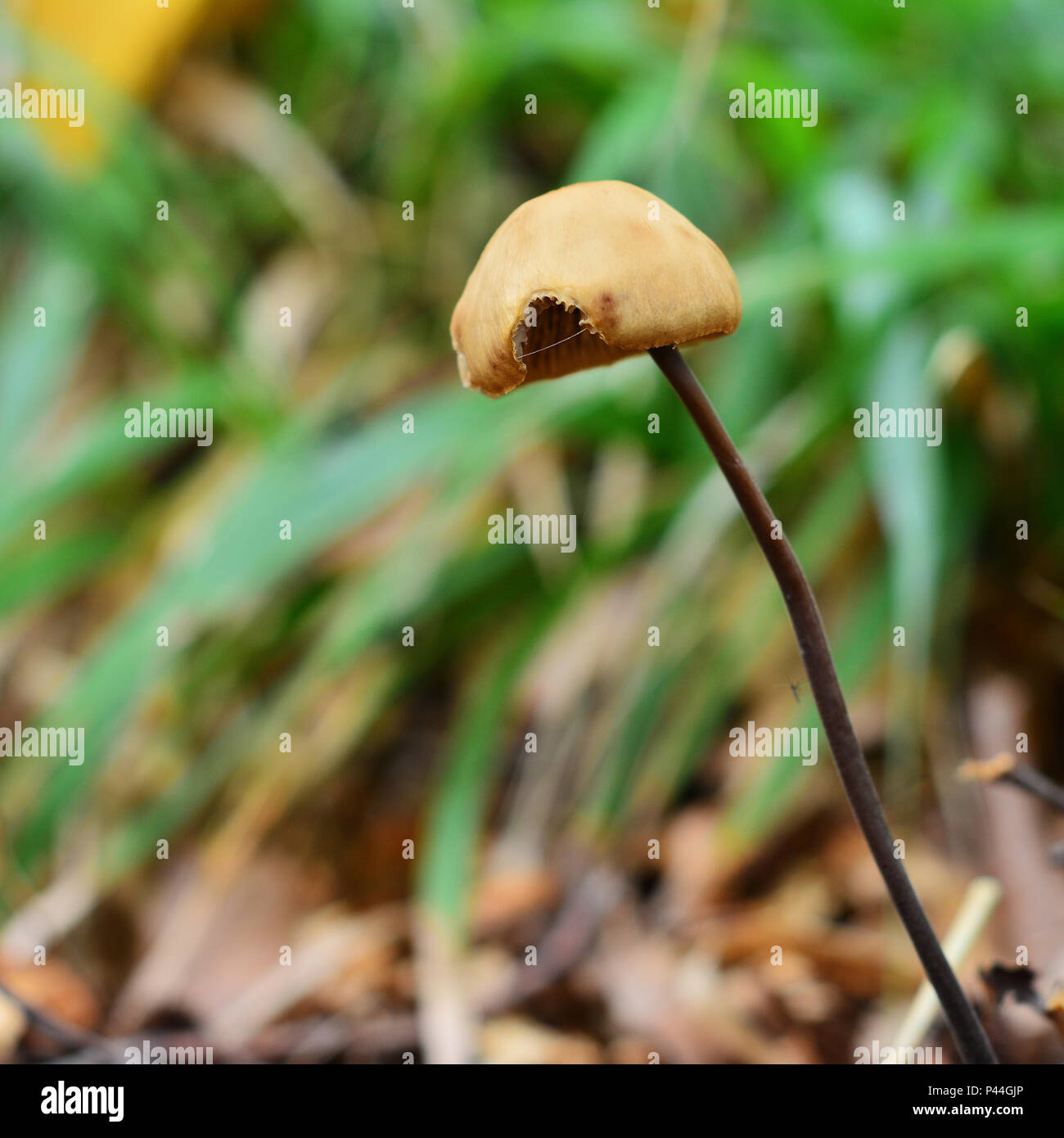 marasmius alliaceus mushroom in the woods, garlic parachute Stock Photo ...