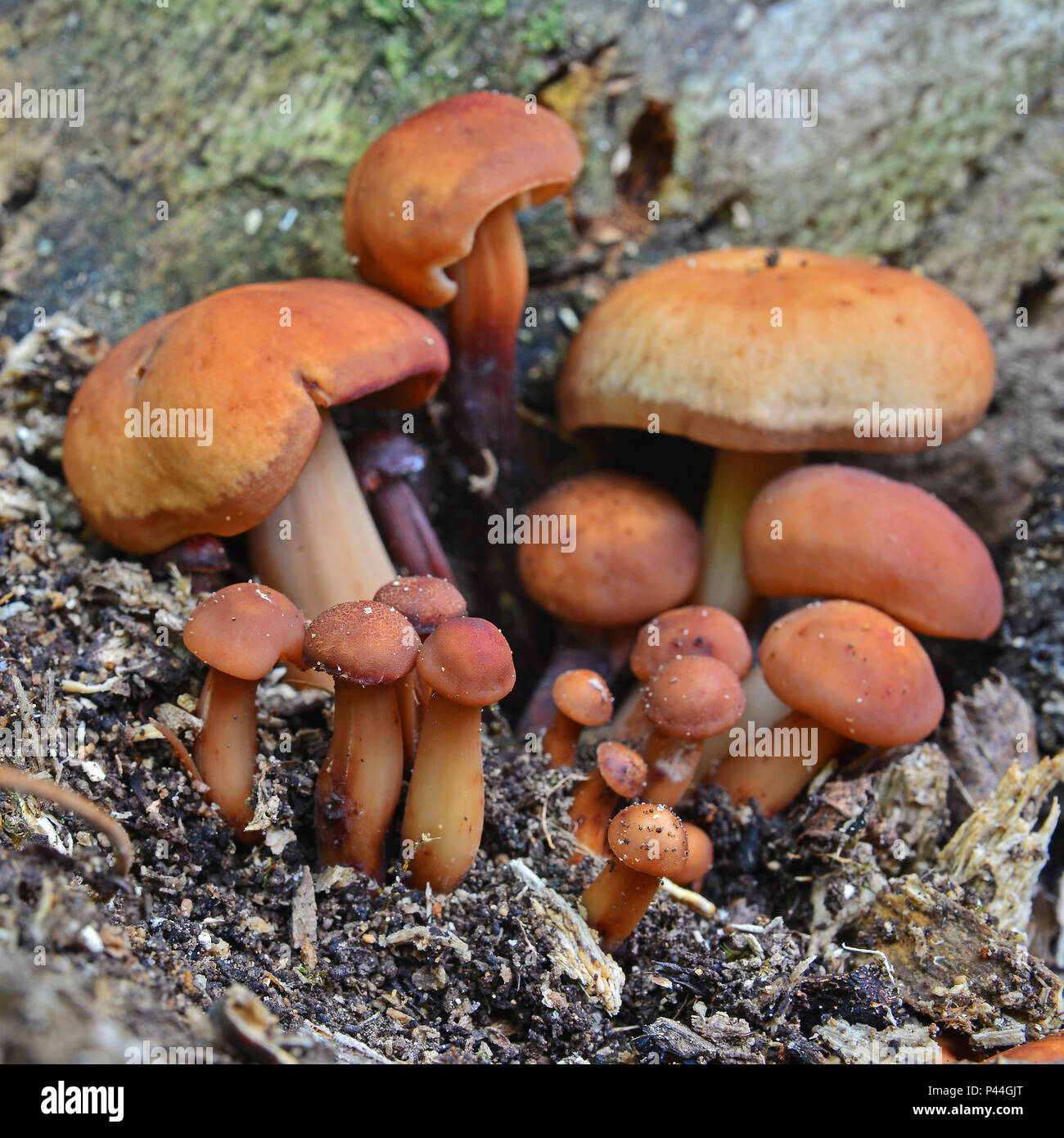 Gymnopus hi-res stock photography and images - Alamy