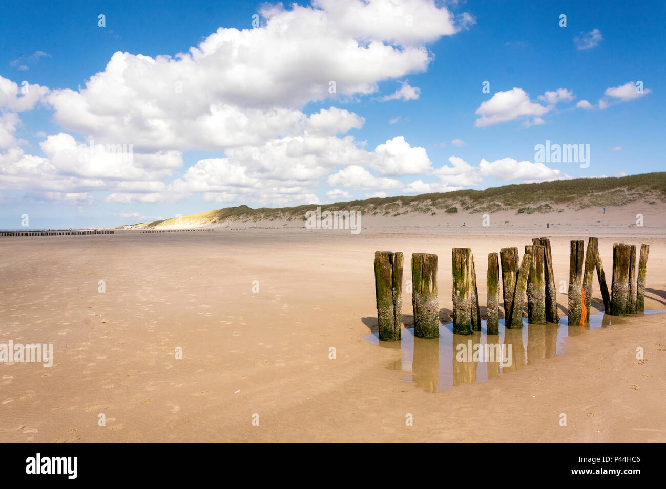 Row of beach bollards in line on a typical Dutch beach at the coast of ...