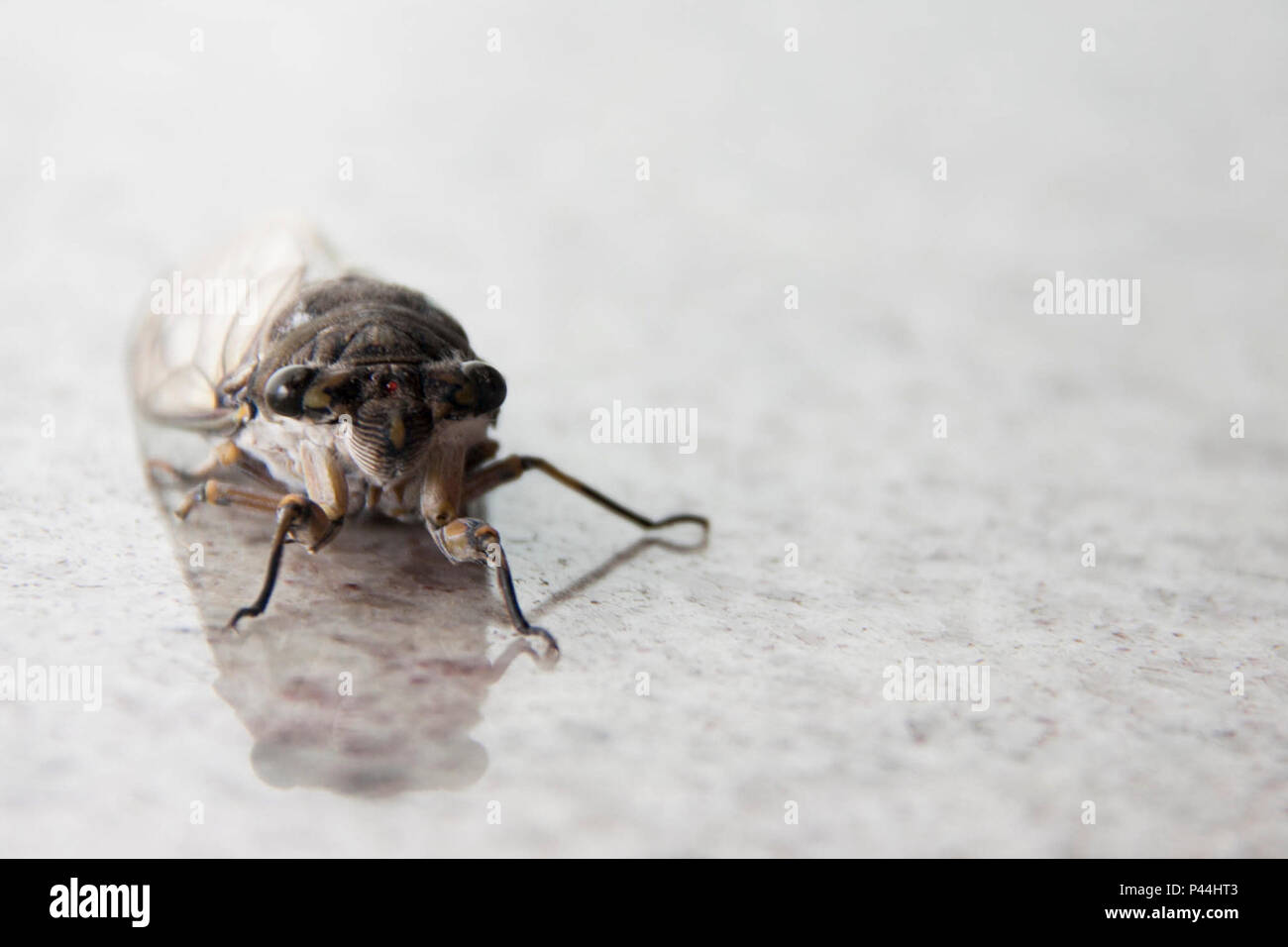 cigarra Reino: Animalia Filo: Arthropoda Classe: Insecta Ordem ...