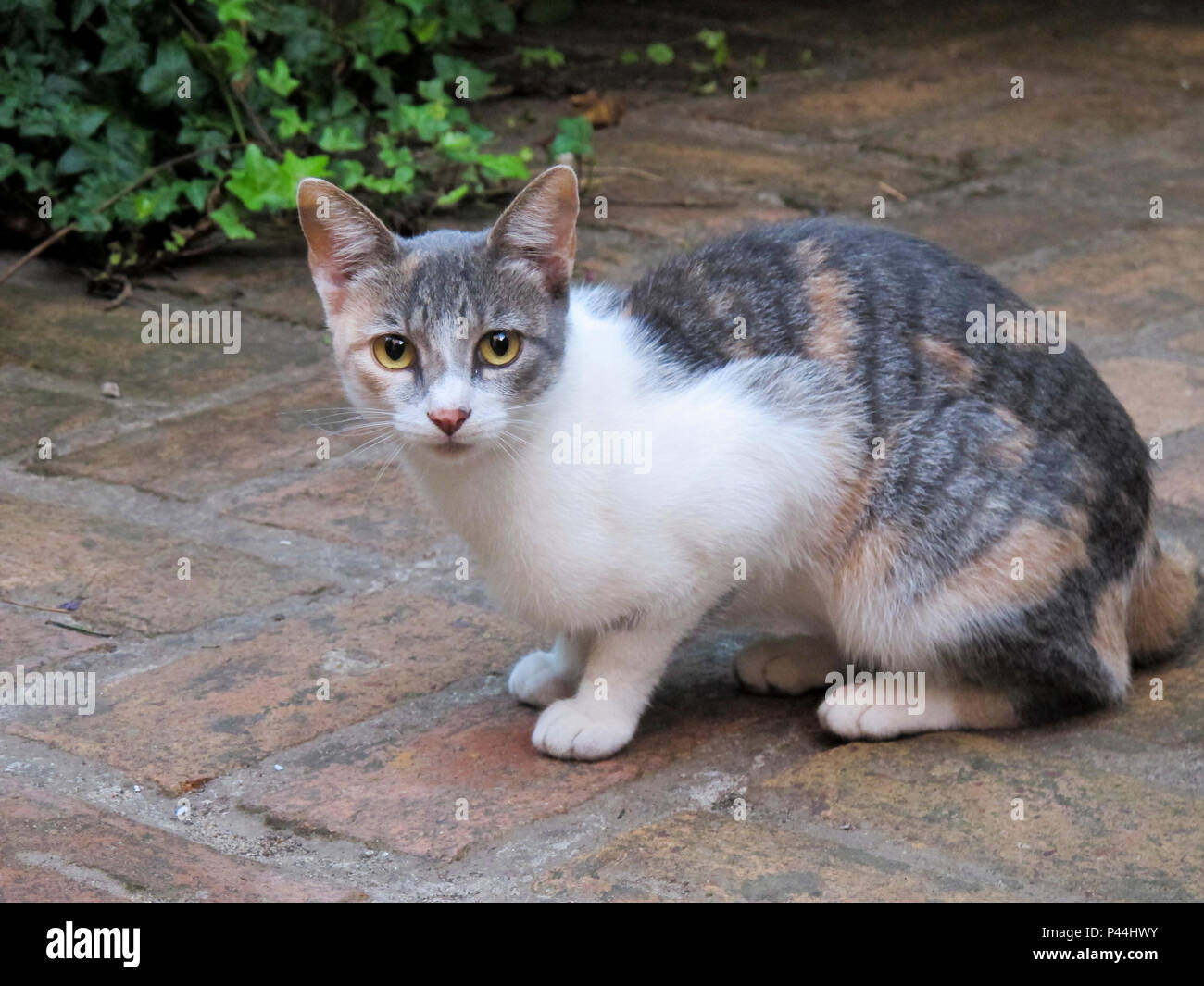 Gato rajado em casa de Punta Ballena / Uy (Foto: CiÃ§a Neder ...