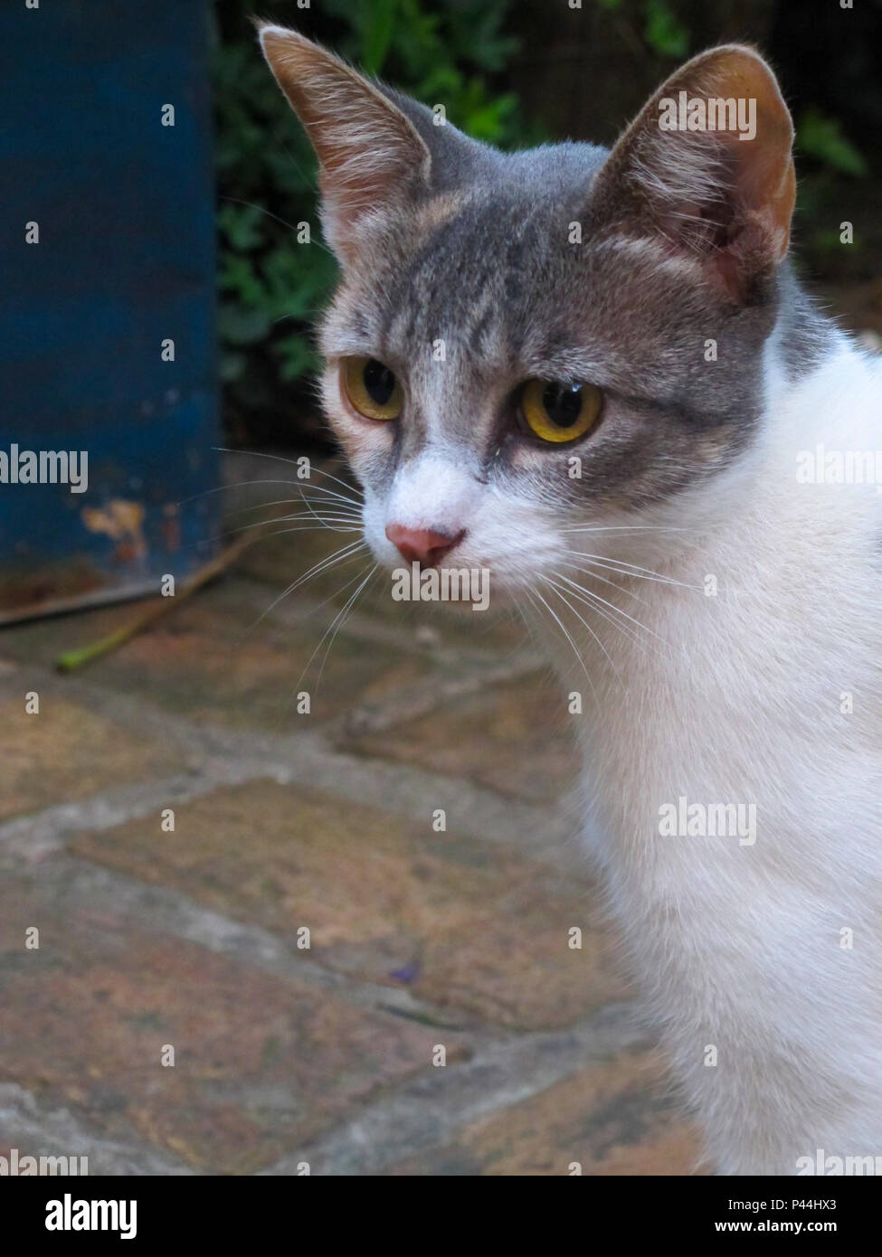 Gato rajado em casa de Punta Ballena / Uy (Foto: CiÃ§a Neder ...