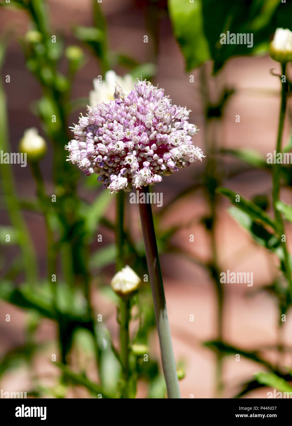 purple leek blossom in the garden Stock Photo - Alamy